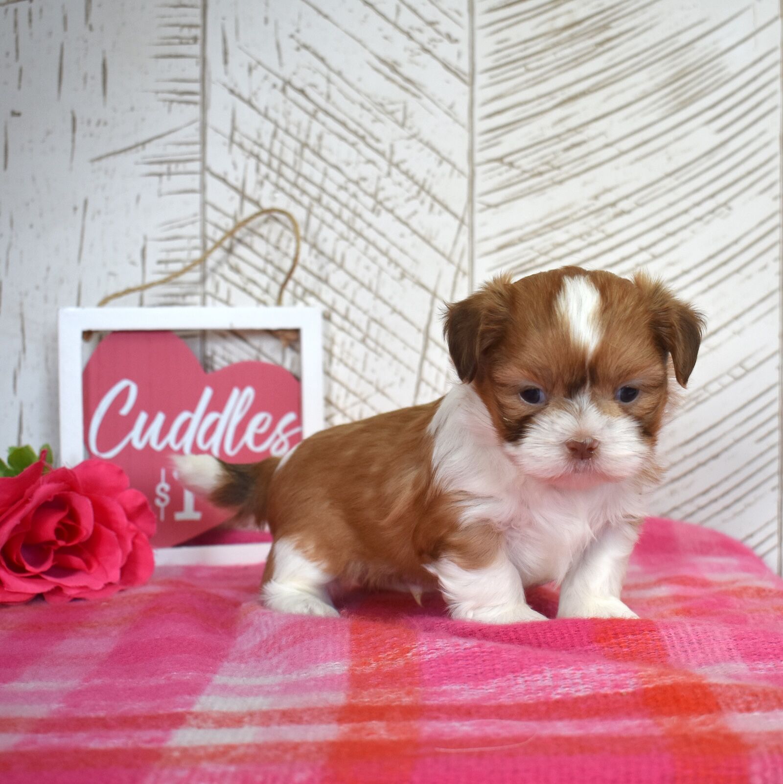 Sweet Dream Puppies | Shih Tzu Puppies For Sale | Adorable