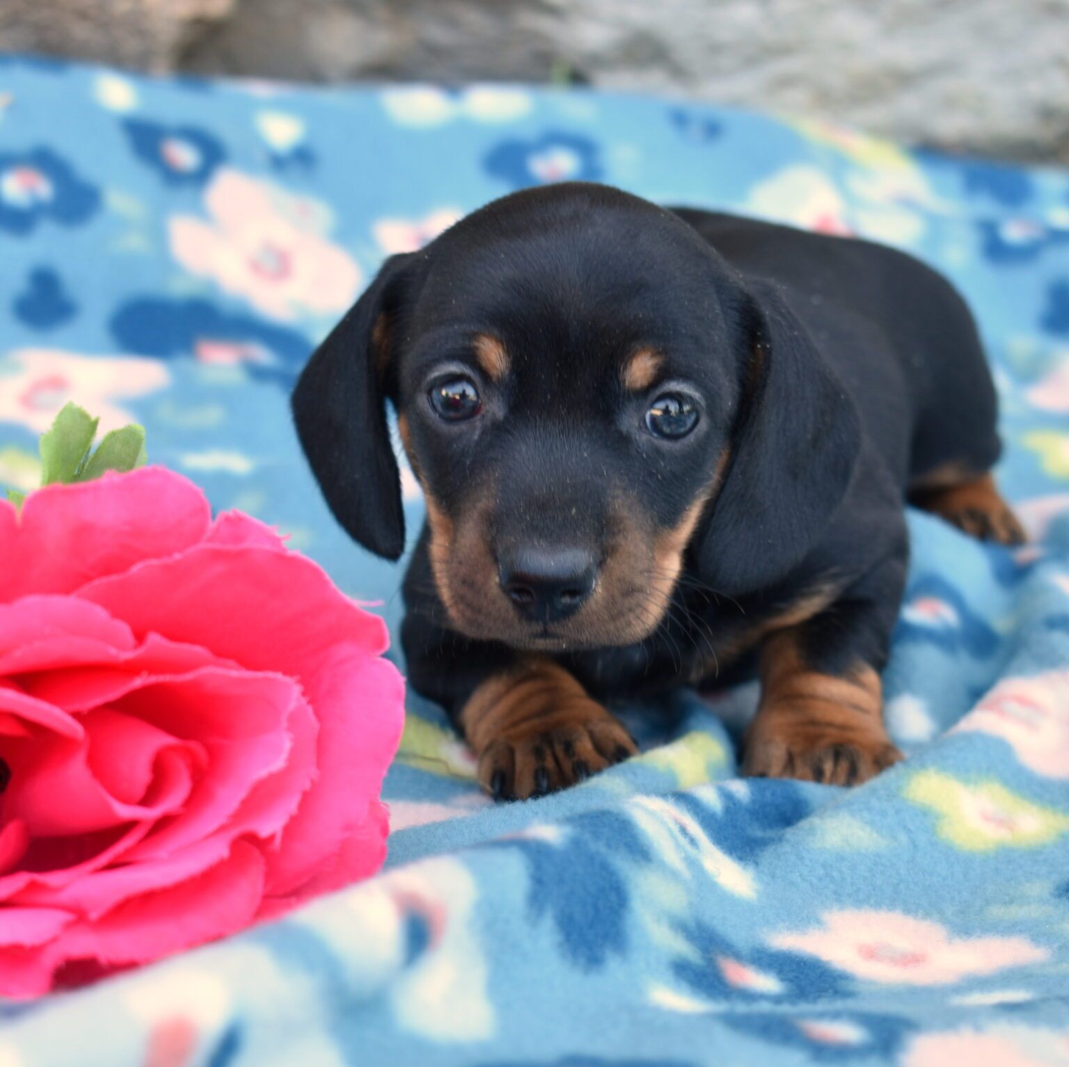 Sweet Dream Puppies | Puppies For Sale In PA | Sweet Puppies